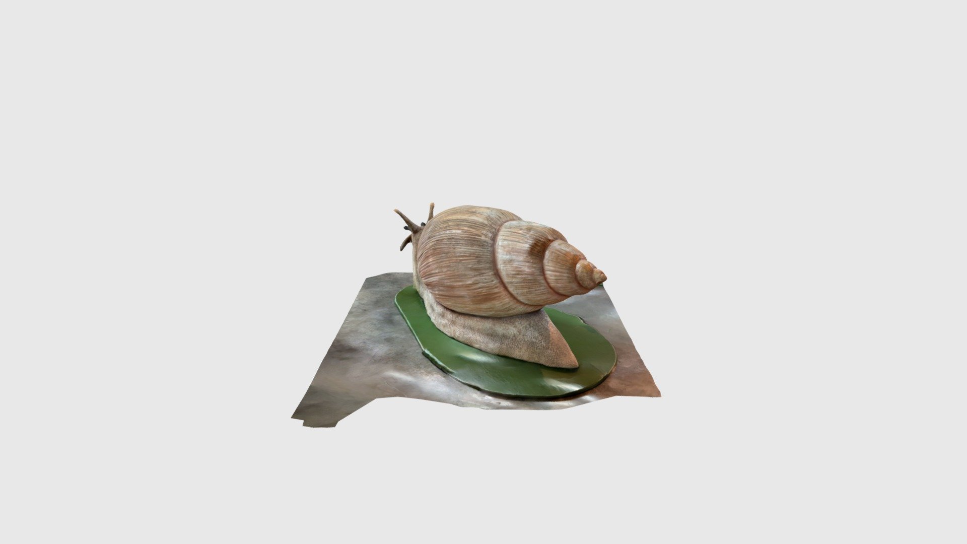 Large Snail at Bishop Museum, Honolulu HI - Download Free 3D model by Virtual Curation Lab ...
