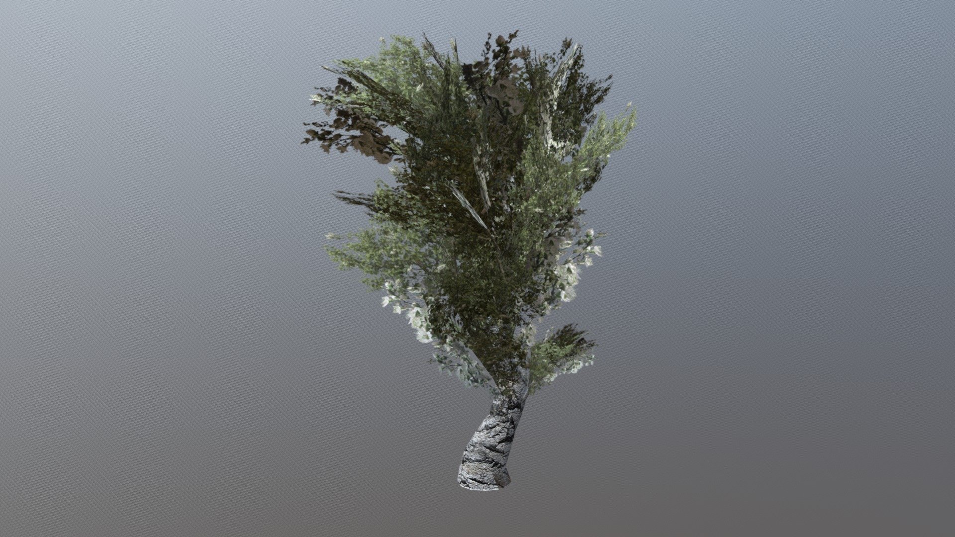 White tree - 3D model by Víctor Plaza (@vplazalopez) [b613395] - Sketchfab