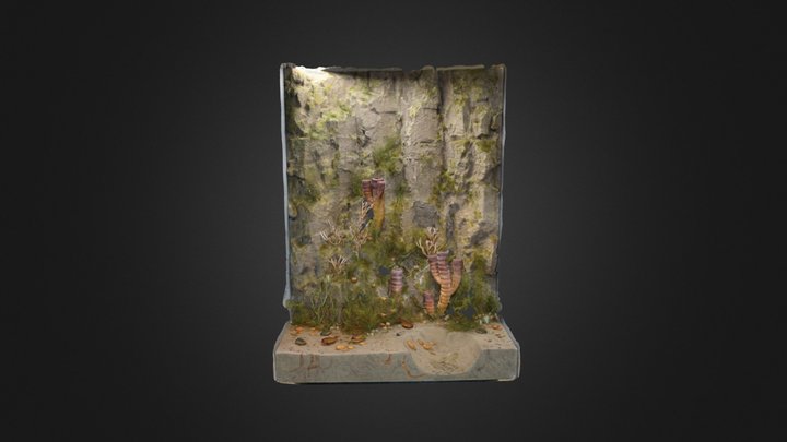 Burgess-shale 3D models - Sketchfab