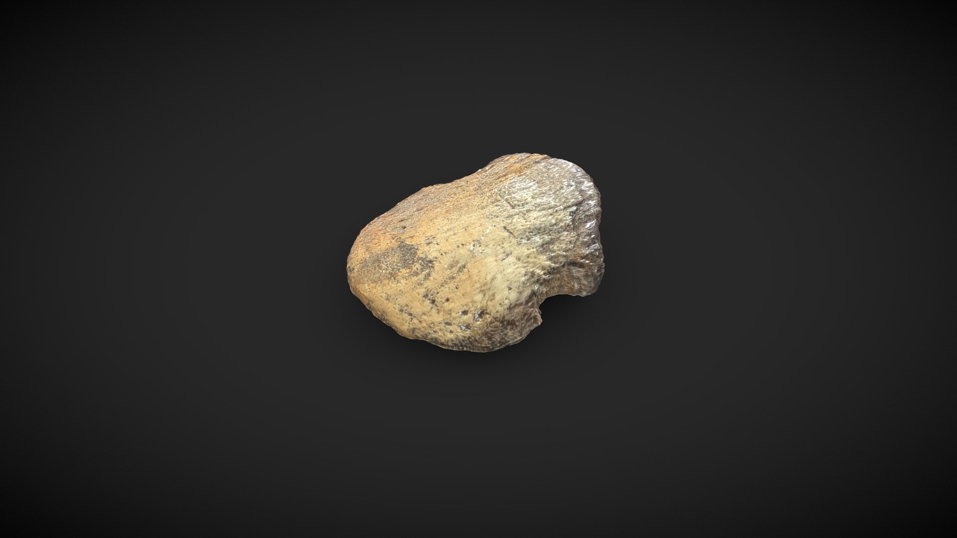Edmontosaurus toe hoof - 3D model by Peter Nox (@Peter.Nox) [b61f916 ...