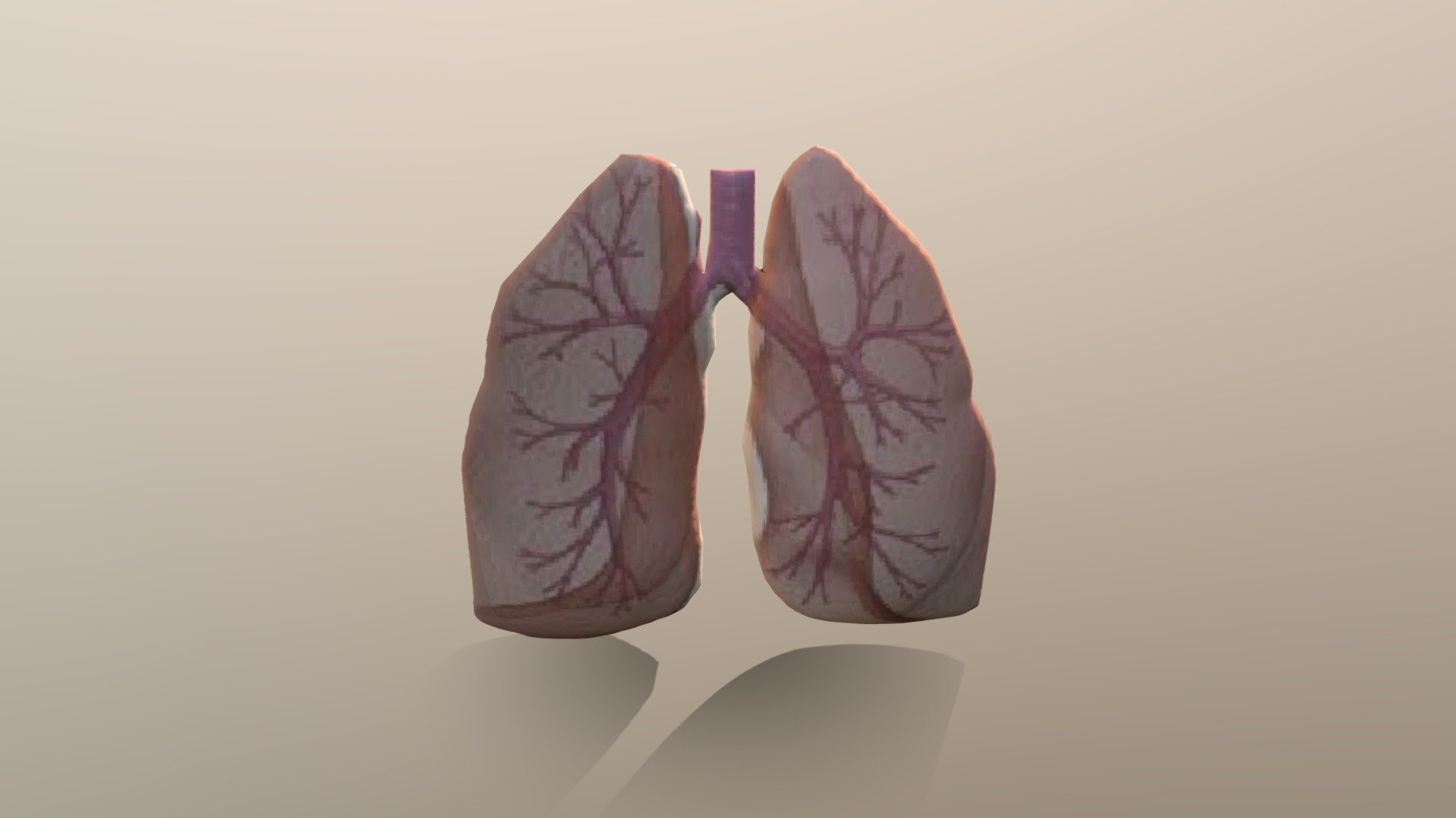 Paru-paru - 3D model by hafid19 [b61fc90] - Sketchfab