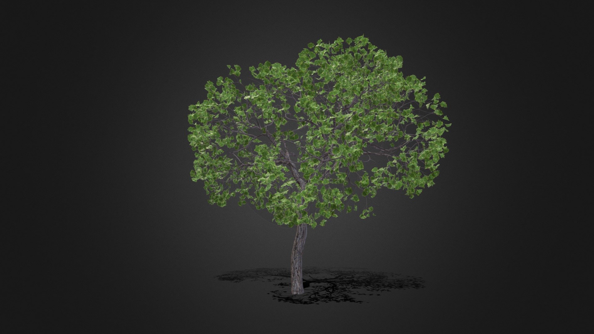 Young Animated Oak - Buy Royalty Free 3D model by ermalkoci [b629b68 ...