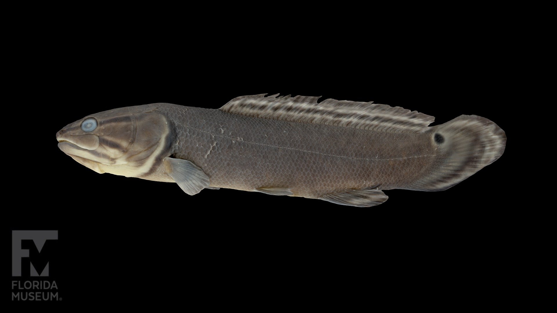 Bowfin, Amiidae - 3D model by FloridaMuseum [b62bb5b] - Sketchfab