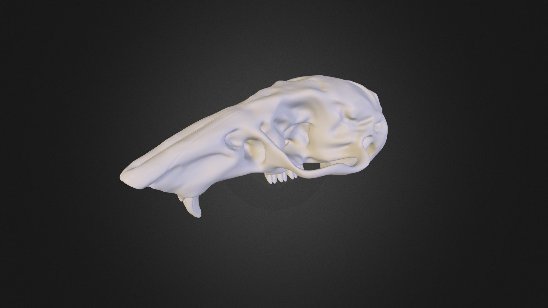 Lirón Careto - 3D model by craneosunizar [b63082c] - Sketchfab