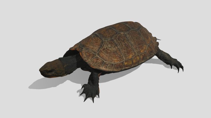 Turtle 3D models - Sketchfab