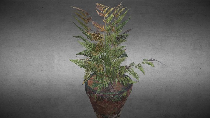 Bracken 3D models - Sketchfab