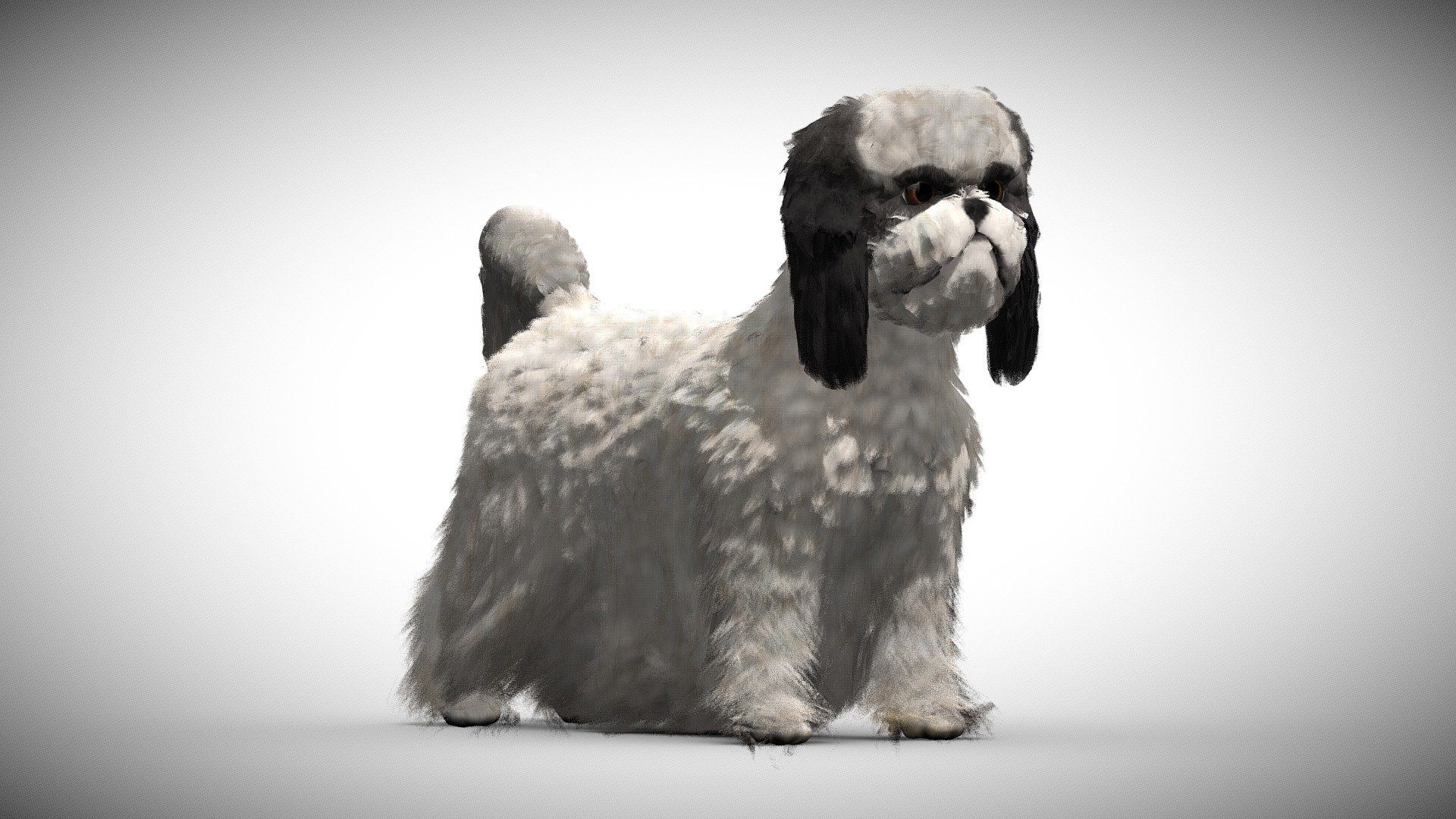 Shih Tzu - 3D model by RENDIMENSION USA [b64621e] - Sketchfab