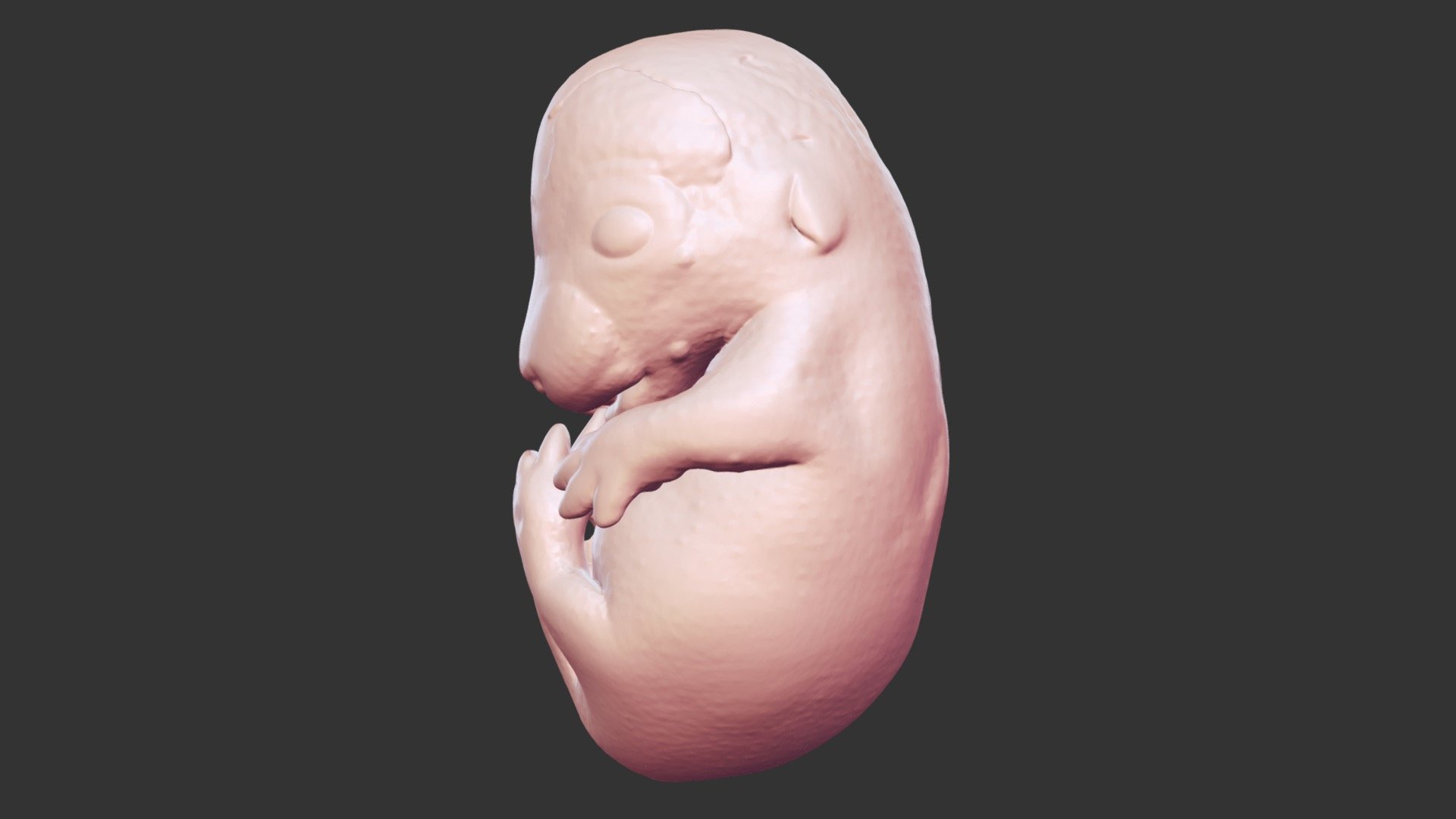 Mouse Embryo E15.5 - 3D model by 3D Imaging Room in NIG (@amaeno ...