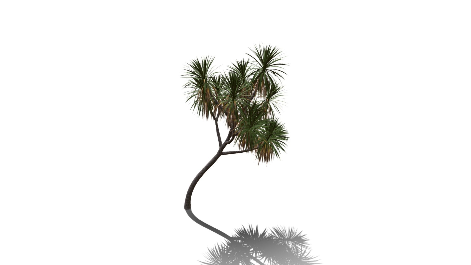 Realistic HD Cabbage tree (48/50) - Buy Royalty Free 3D model by ...
