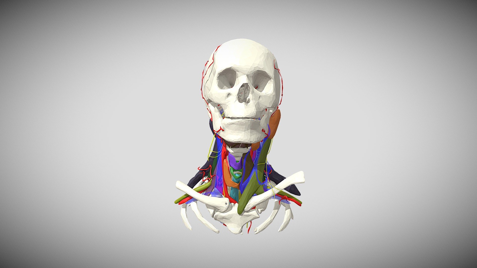 metaverse color右浅部なし - 3D model by mitani.sohei3 [b64e004] - Sketchfab