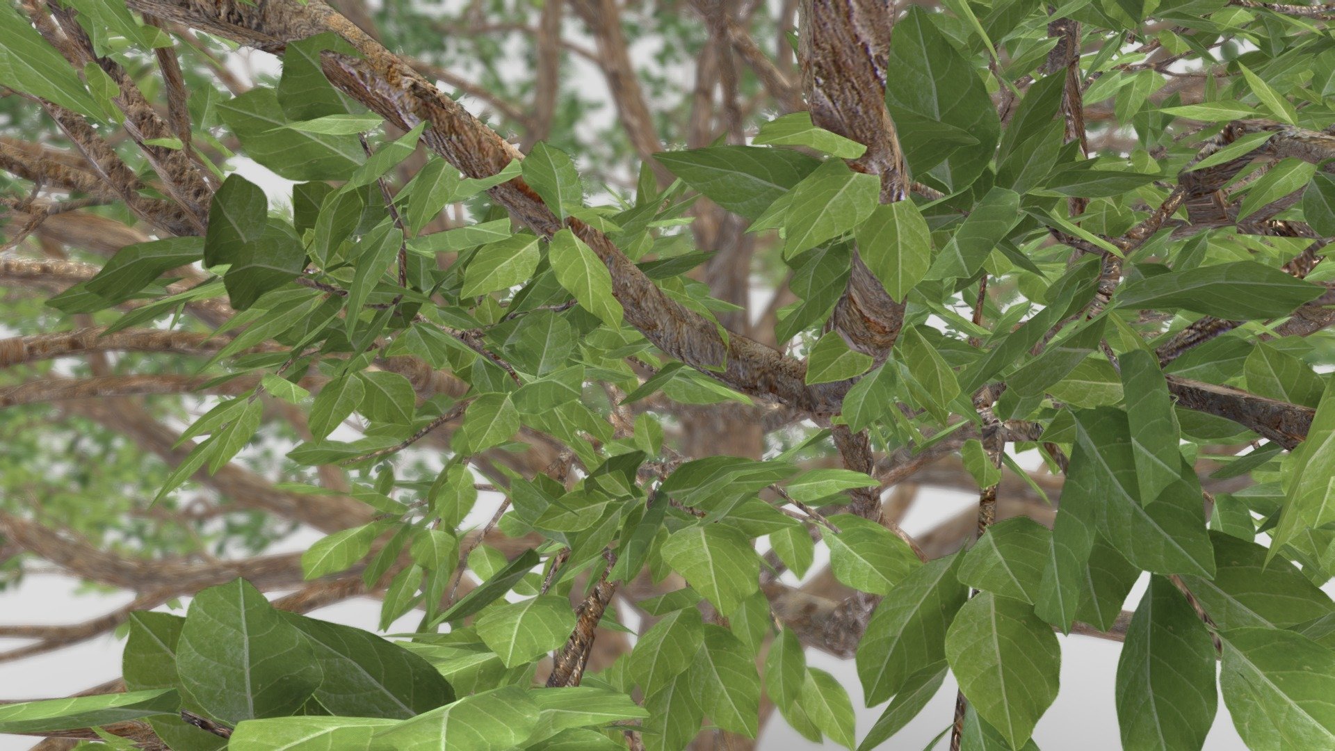 Brazilian peppertree - 3D Nature Tree - 3D model by Kailash H Kanojia ...