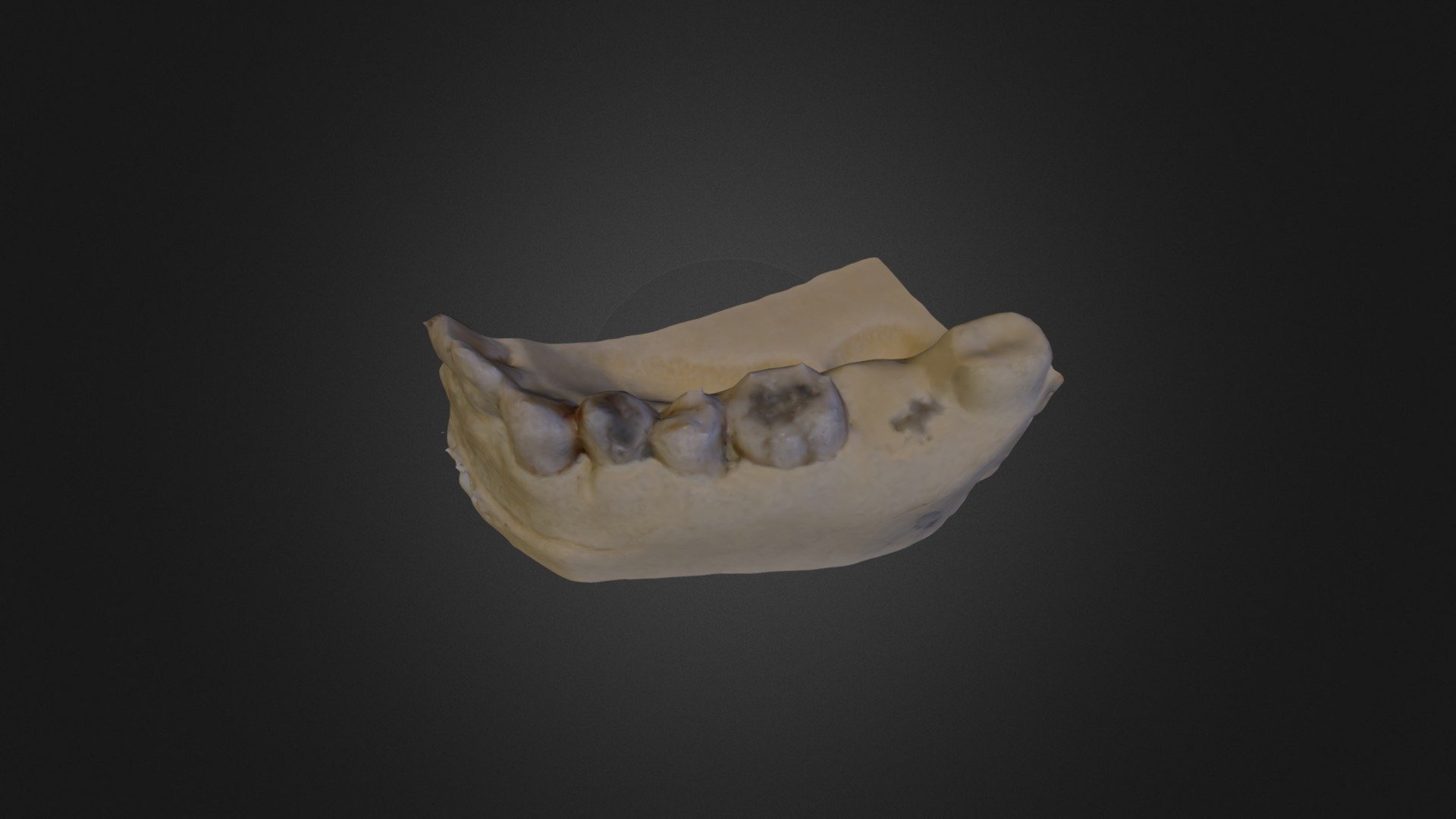 Half Jaw Model - 3D model by Cirri [b6537c3] - Sketchfab