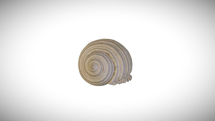 Malea-ringens 3D models - Sketchfab
