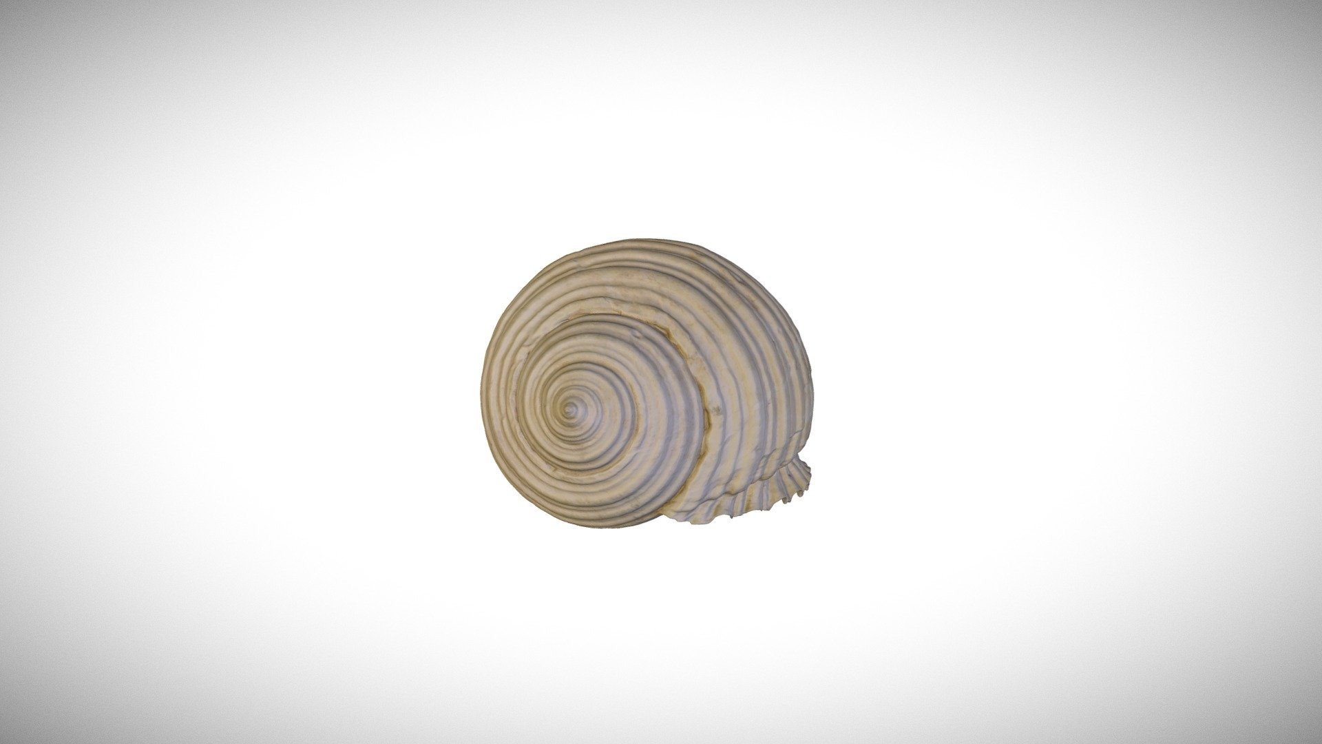 Malea ringens / CASIZ 89952 - 3D model by California Academy of ...
