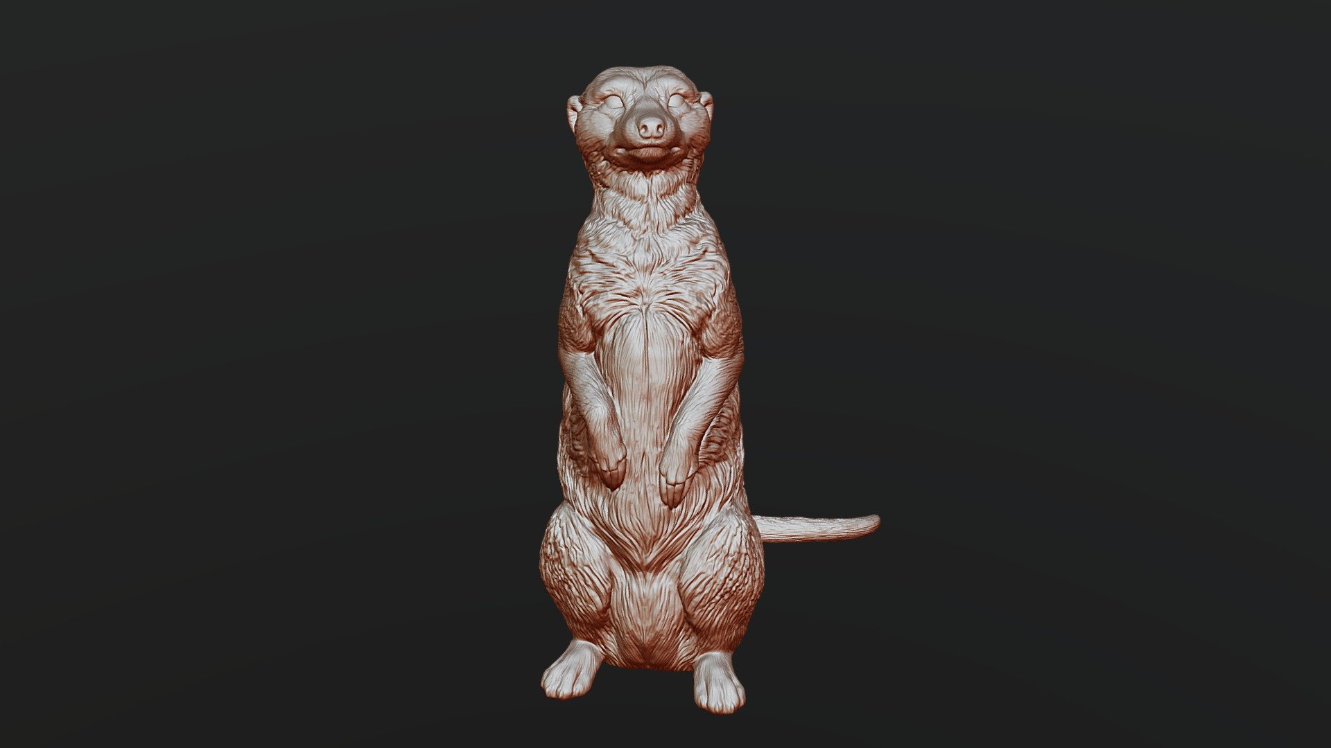 Meerkat - Buy Royalty Free 3D model by labradoritewolf [b6581d9 ...