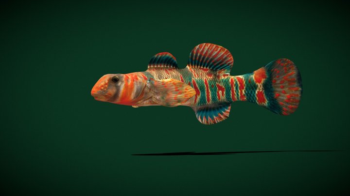 River_fish 3D models - Sketchfab