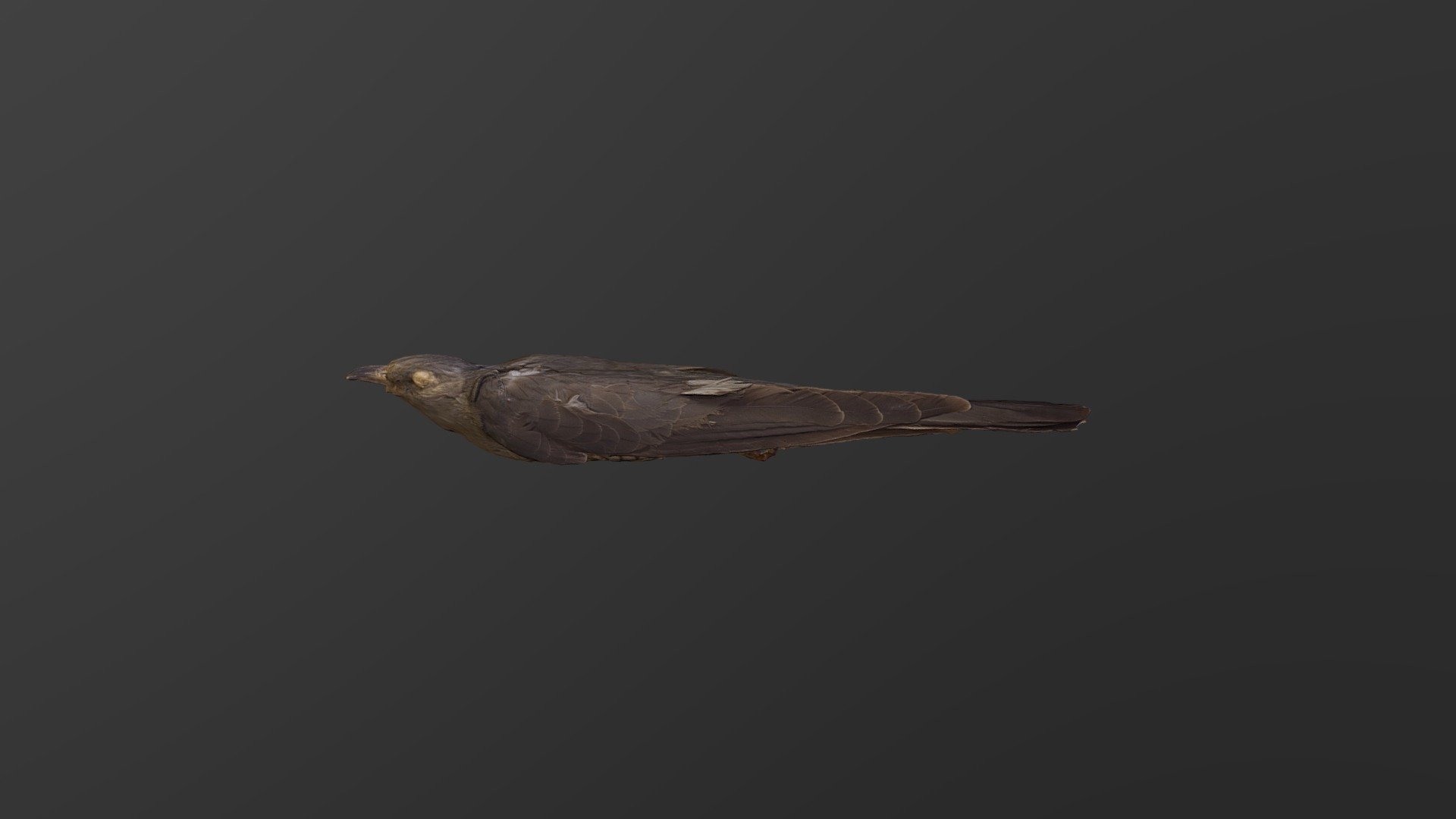 Common Cuckoo - Cuculus canorus - Download Free 3D model by MooreLab ...