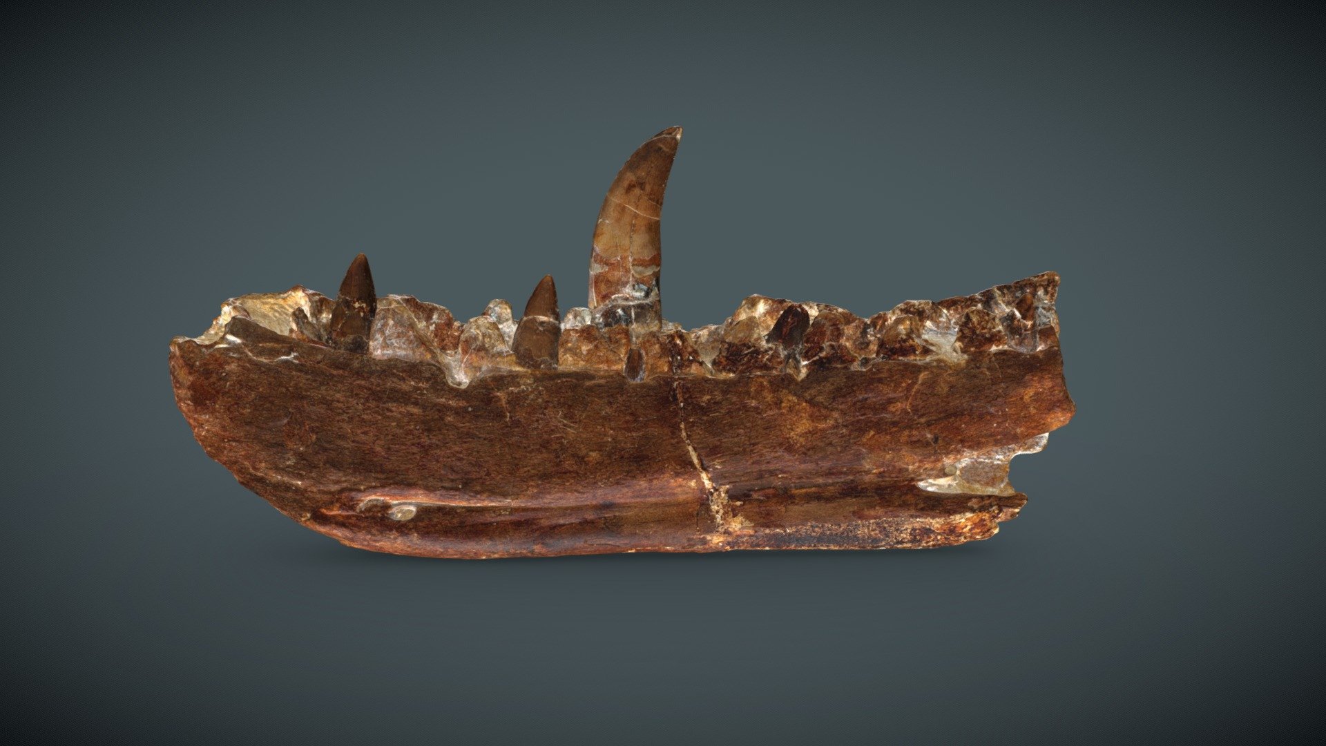 Megalosaurus Dentary - 3D model by ThinkSee3D [b65f15a] - Sketchfab