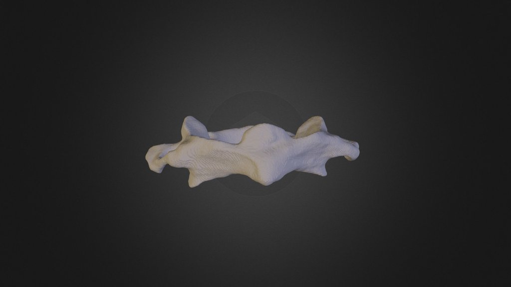 VERTEBRAS - A 3D model collection by 3katekat - Sketchfab