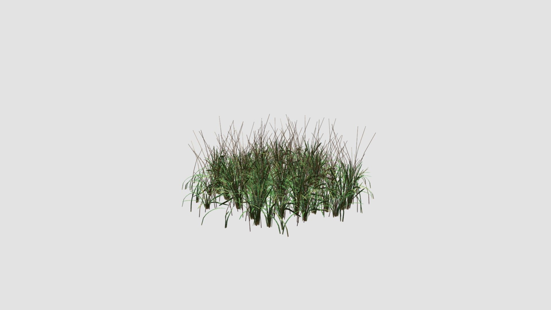 simple grass medium - Buy Royalty Free 3D model by Evermotion [b66b5b2 ...