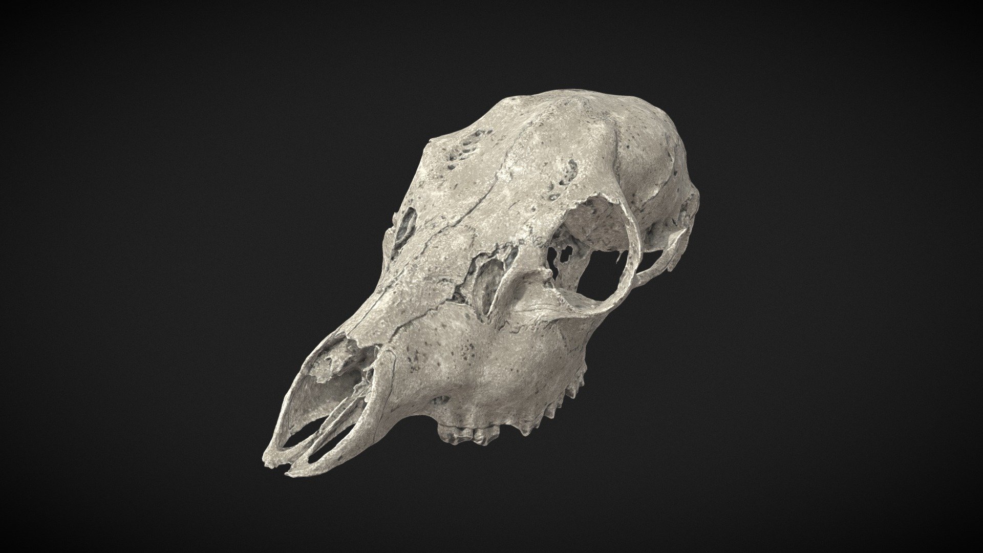 Deer Skull Download Free 3D Model By Danny p3d dannyp 3d b66da9c