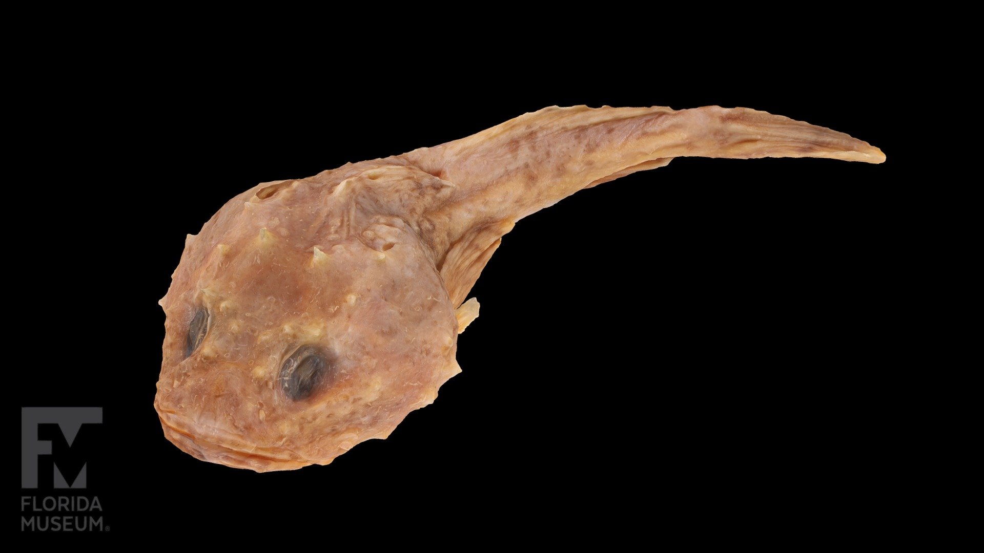 Spinyhead Sculpin (UF Fish 166797) - 3D model by FloridaMuseum [b67cb78 ...