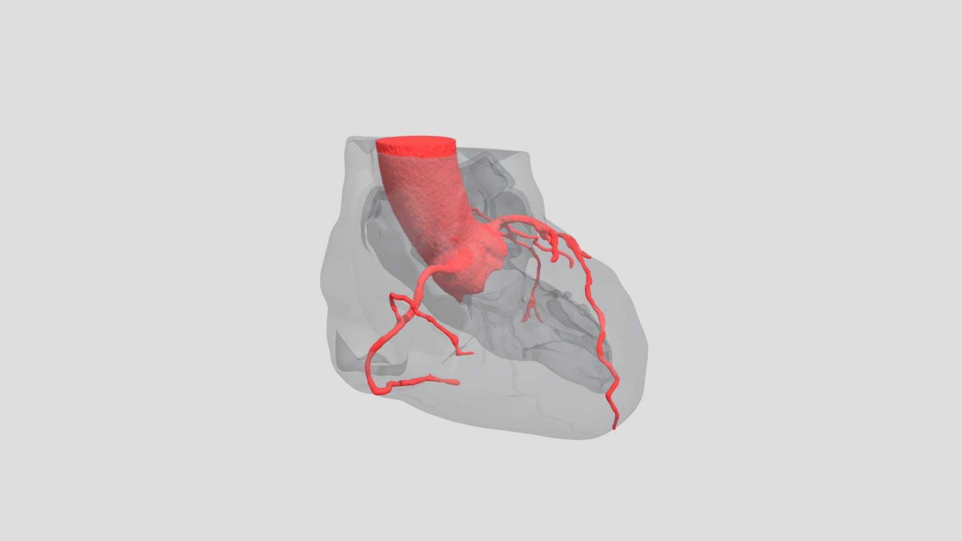 Clear Heart and RCA + LCA - 3D model by talkats [b6843b7] - Sketchfab