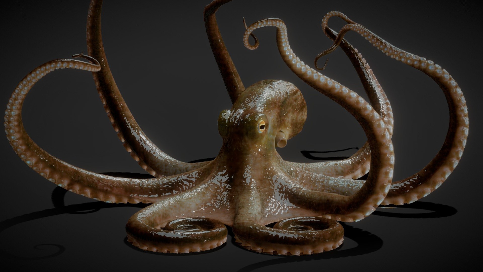 Octopus - Buy Royalty Free 3D model by cyberhirsch [b686a6b ...