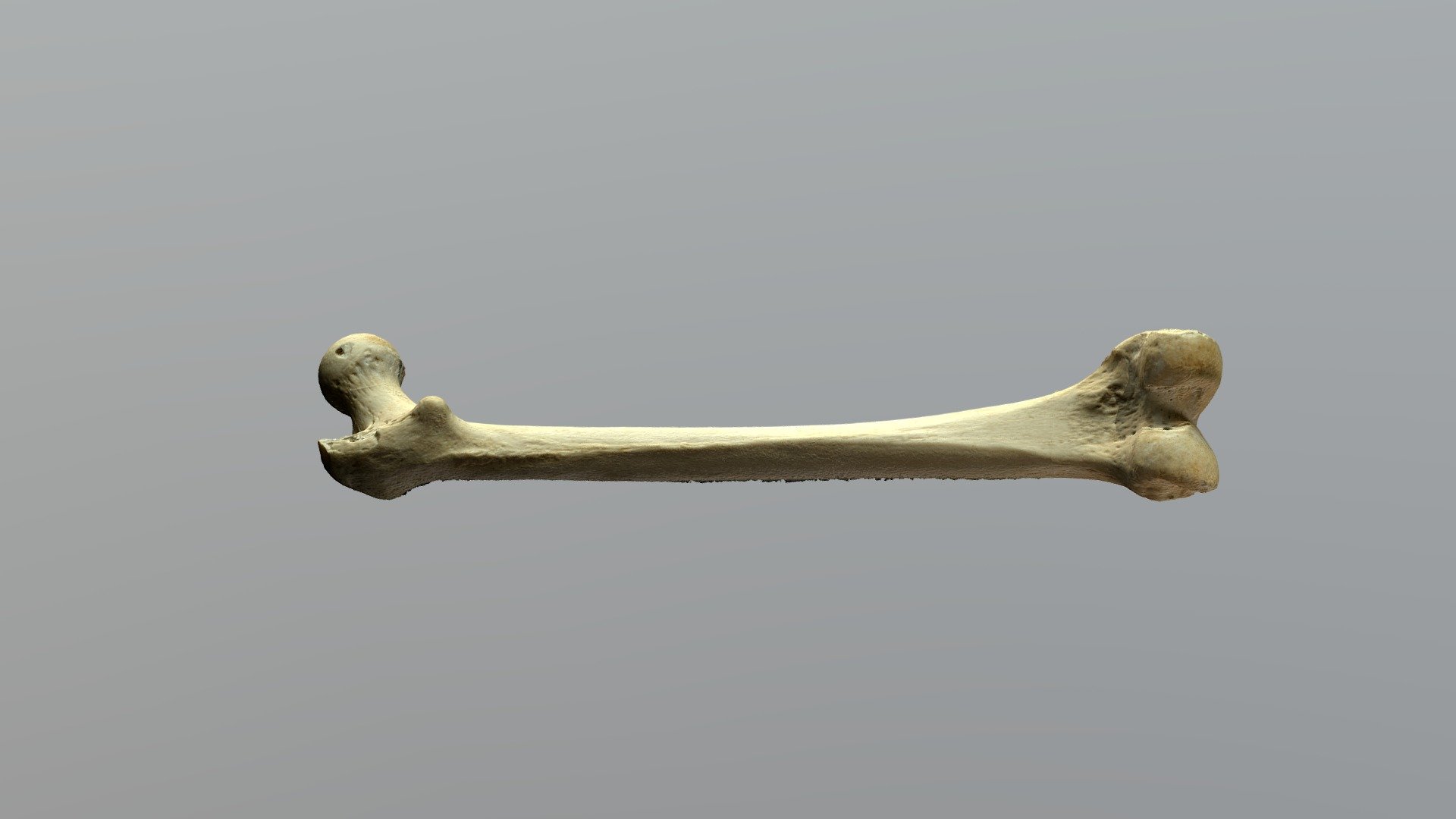 Femur - 3D model by Enmop [b686fc0] - Sketchfab