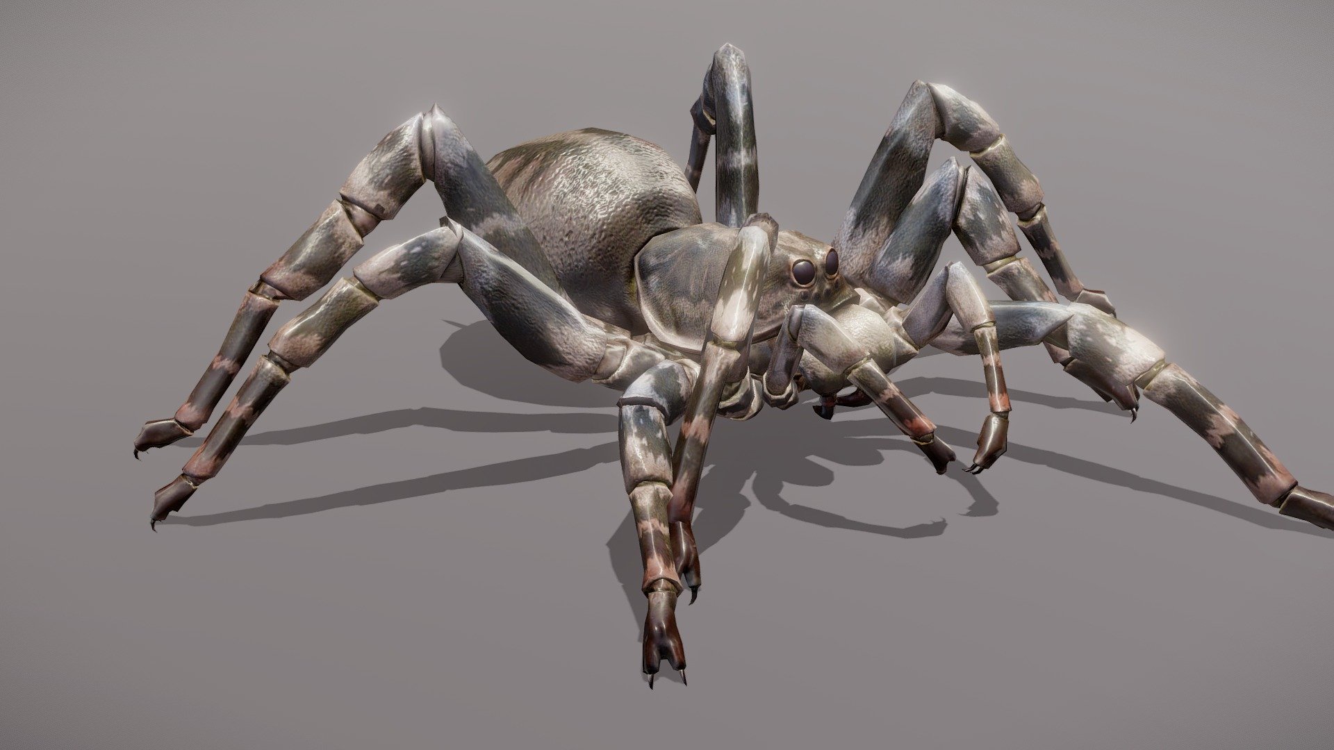 Spider Animated - Buy Royalty Free 3D model by Fujitora (@dubaakoor22 ...