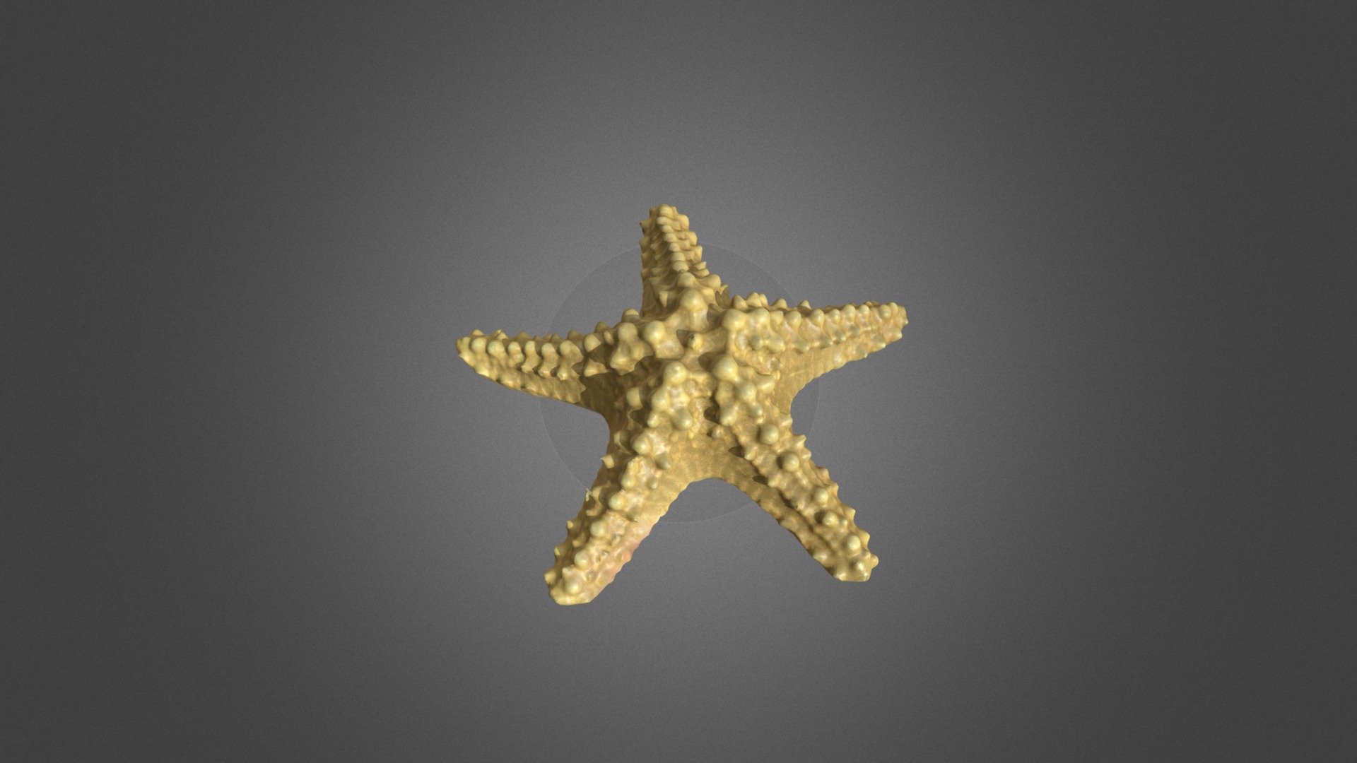 Starfish - 3D model by Mid-Pacific Institute Museum Studies ...