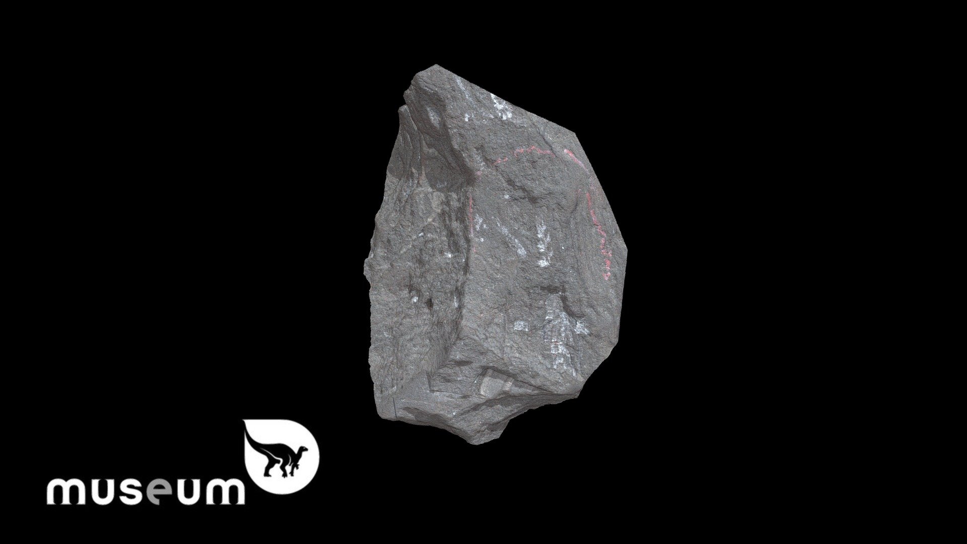 IRSNB b 7936 - Sphenopteris leodiensis - 3D model by Royal Belgian ...