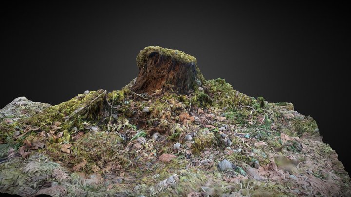 Roots 3D models - Sketchfab