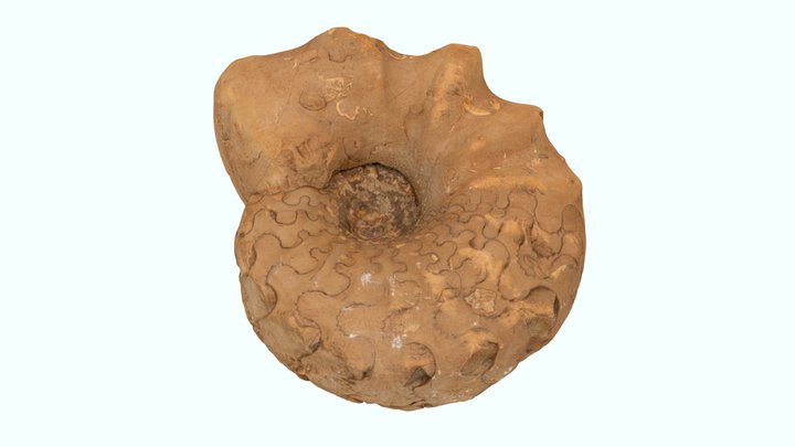 Ceratitida 3D models - Sketchfab