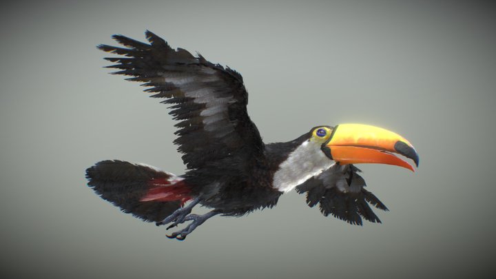 Bird 3D models - Sketchfab