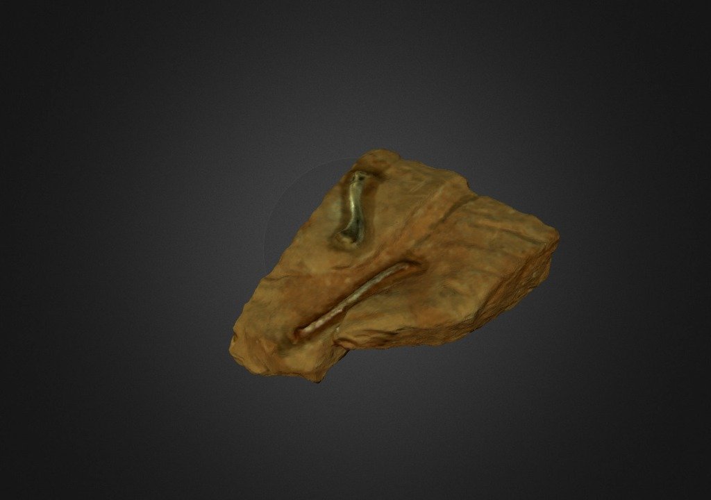 Mariliasuchus - Ulna Radio - 3D model by Fábio Jorge (@fabinhojorgenet ...