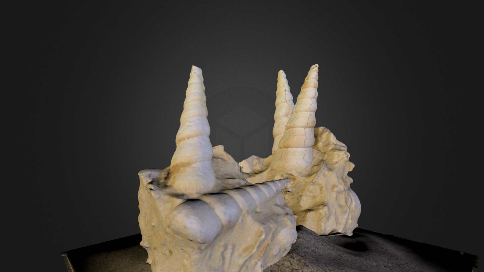 GASTROPOD - 3D model by 3D Fossils (@conqueror78) [b6a4f4e] - Sketchfab
