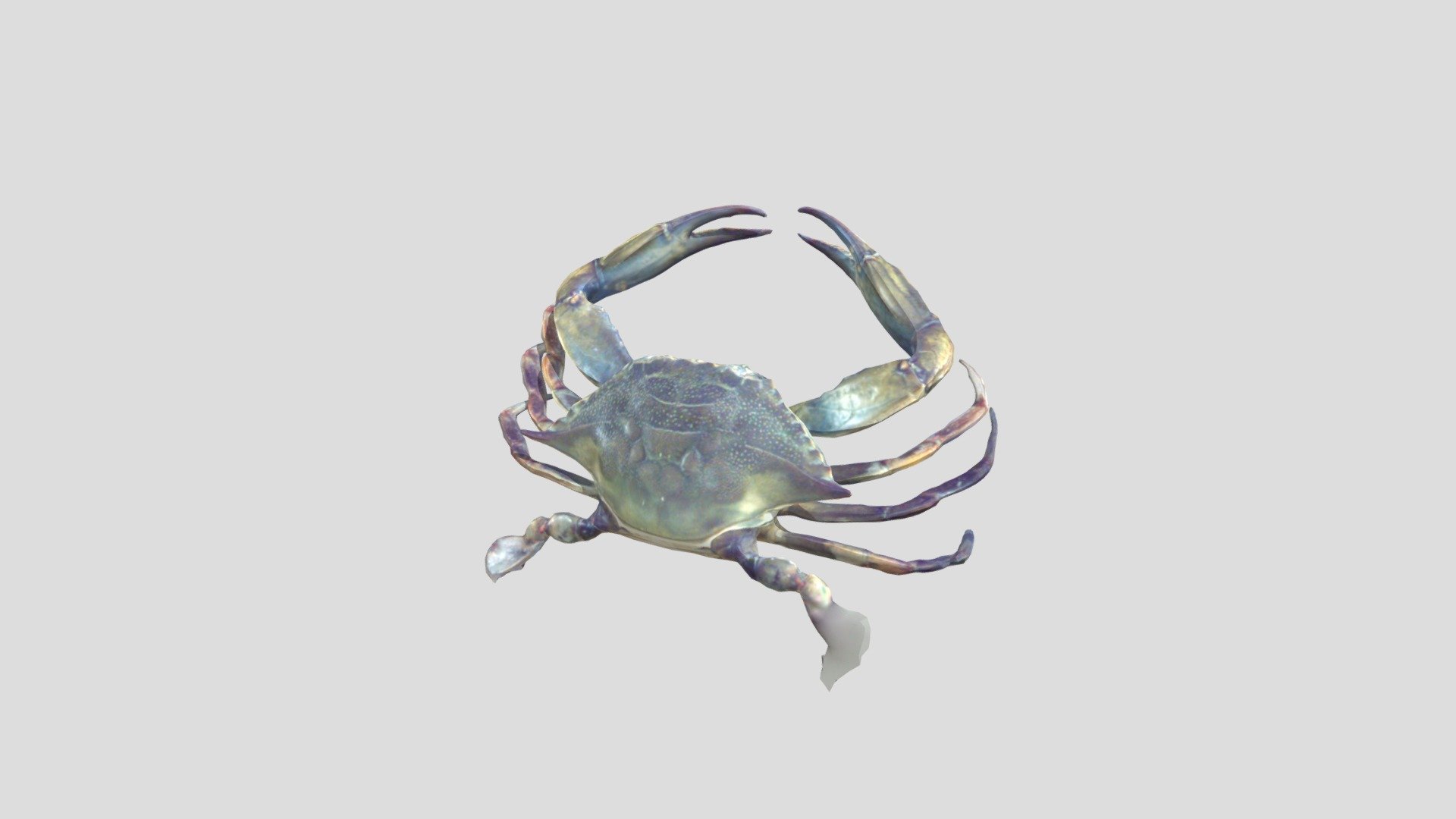 Callinectes sapidus - 3D model by Giang Model 3D (@giangdragon6996 ...