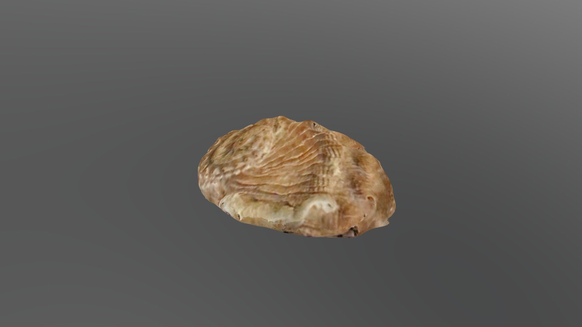 Staircase abalone shell - 3D model by dlindeman [b6a7943] - Sketchfab