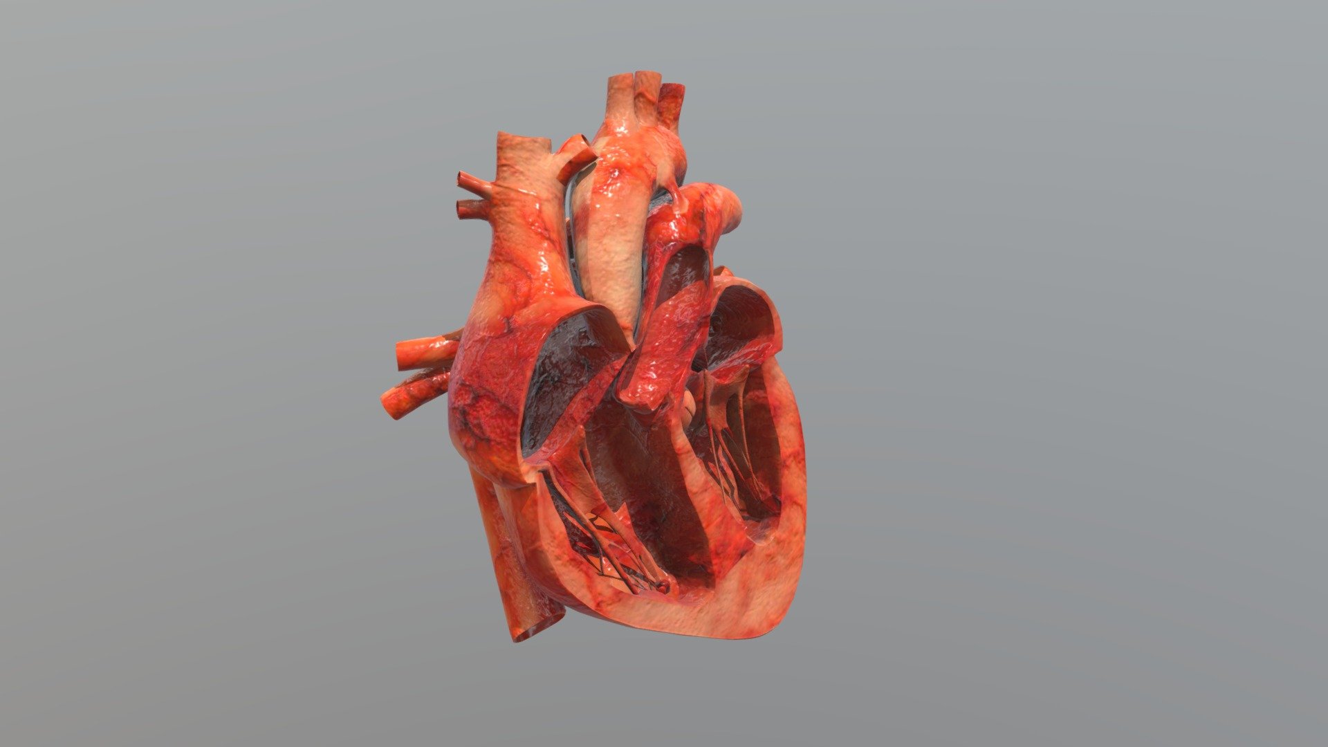 Heart cross-section - 3D model by barefootartist [b6a8471] - Sketchfab