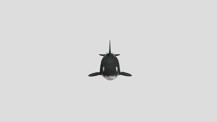 Orca 3D models - Sketchfab
