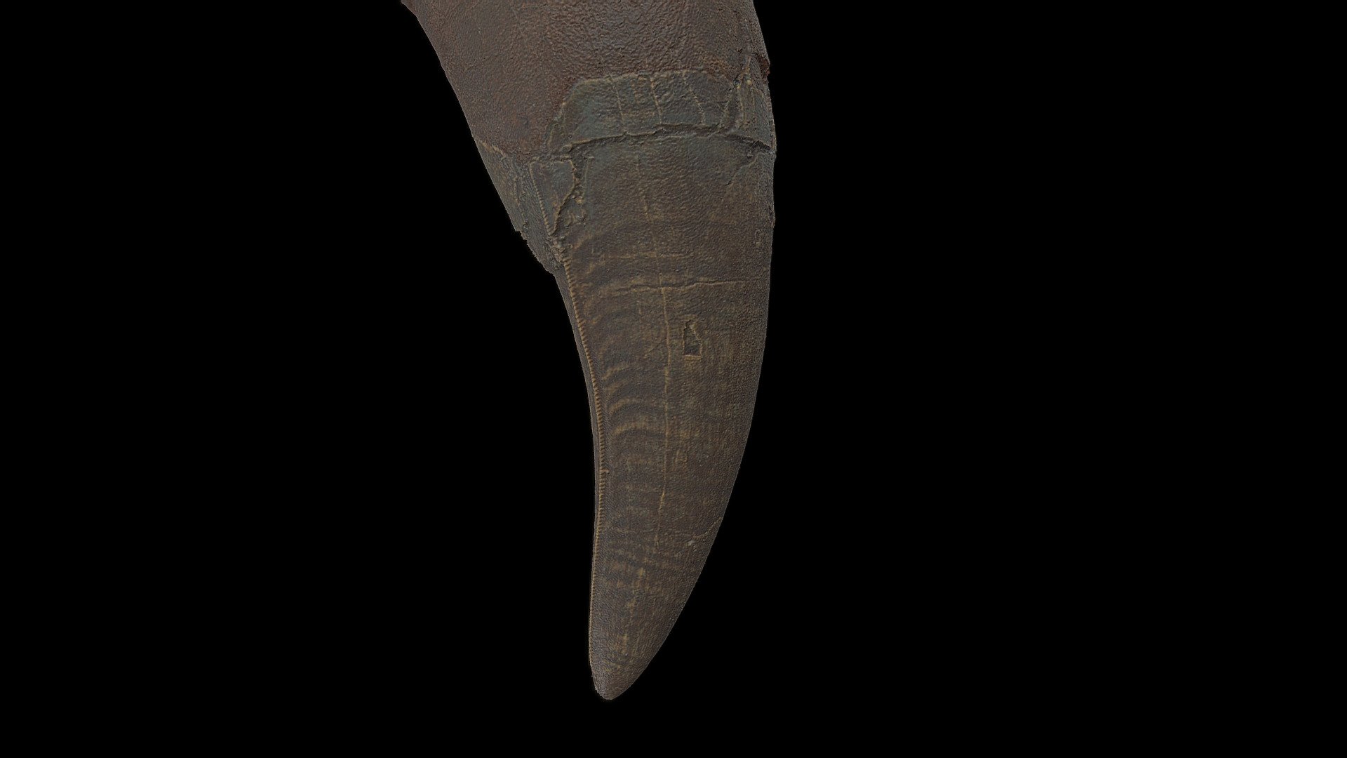 T Rex Tooth 2 3D Scan - 3D model by Laser Design (@Laserdesign ...