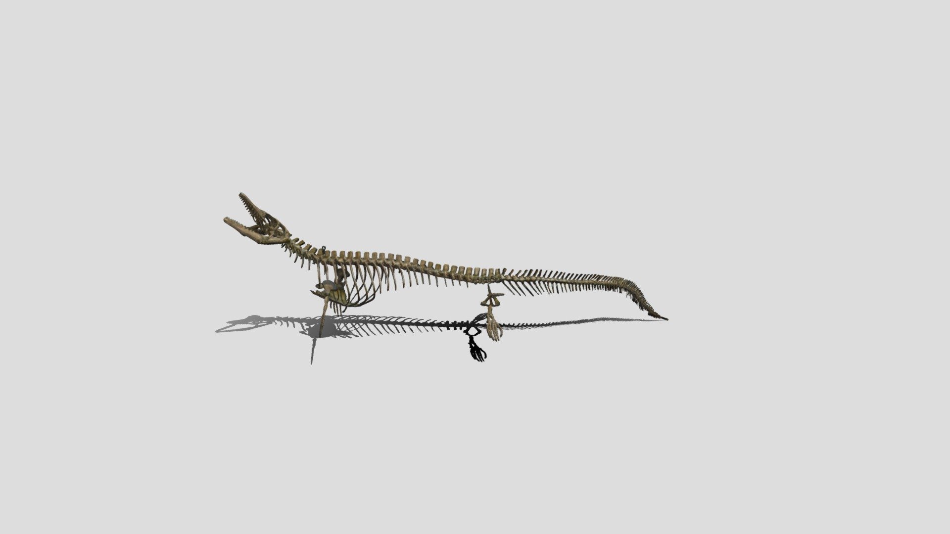 フォスフォロサウルス Phosphorosaurus - 3D model by museum_natural_history ...
