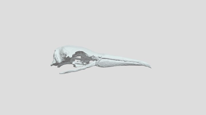 Gannet 3D models - Sketchfab