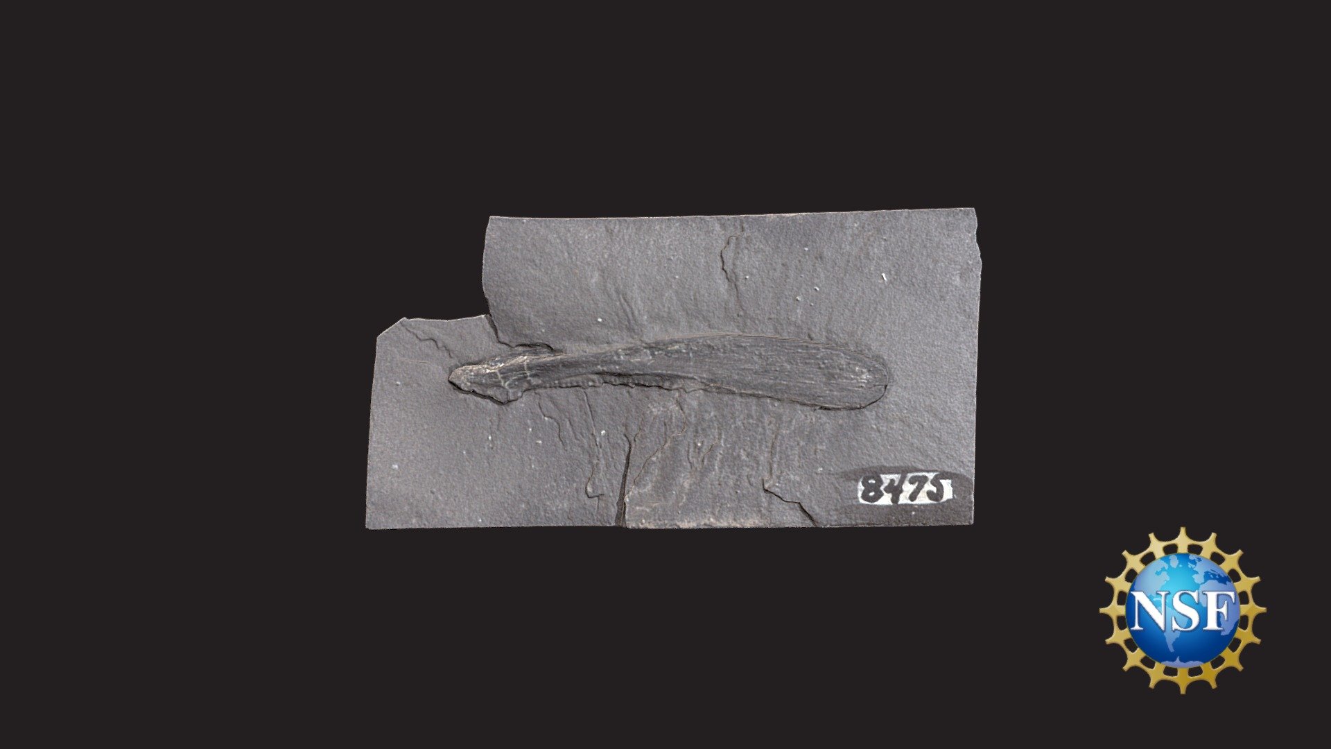 CMNH 8475 Micro Arthrodire Left Infragnathal - 3D model by Cleveland ...