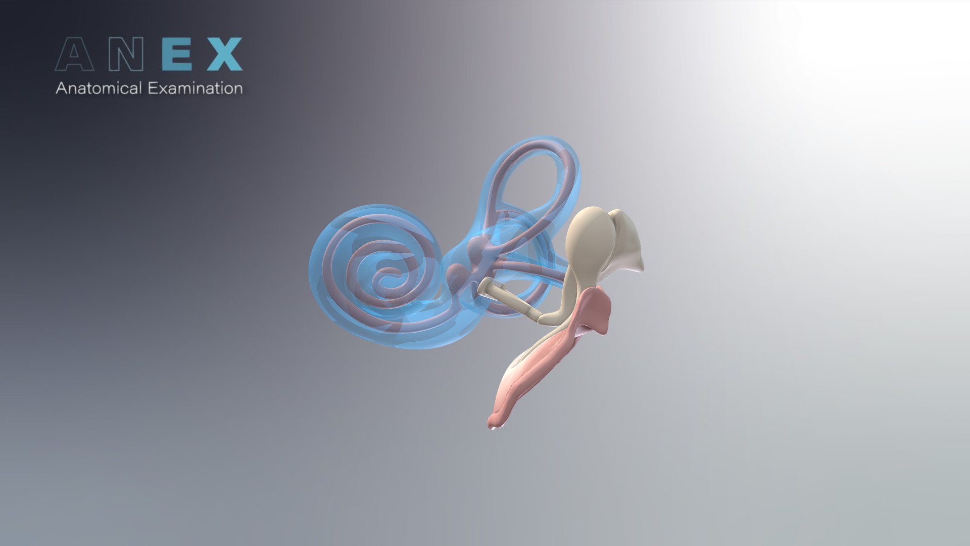 Ear Anatomy - 3D model by Imi Ridley (@imiridley) [b6bc454] - Sketchfab