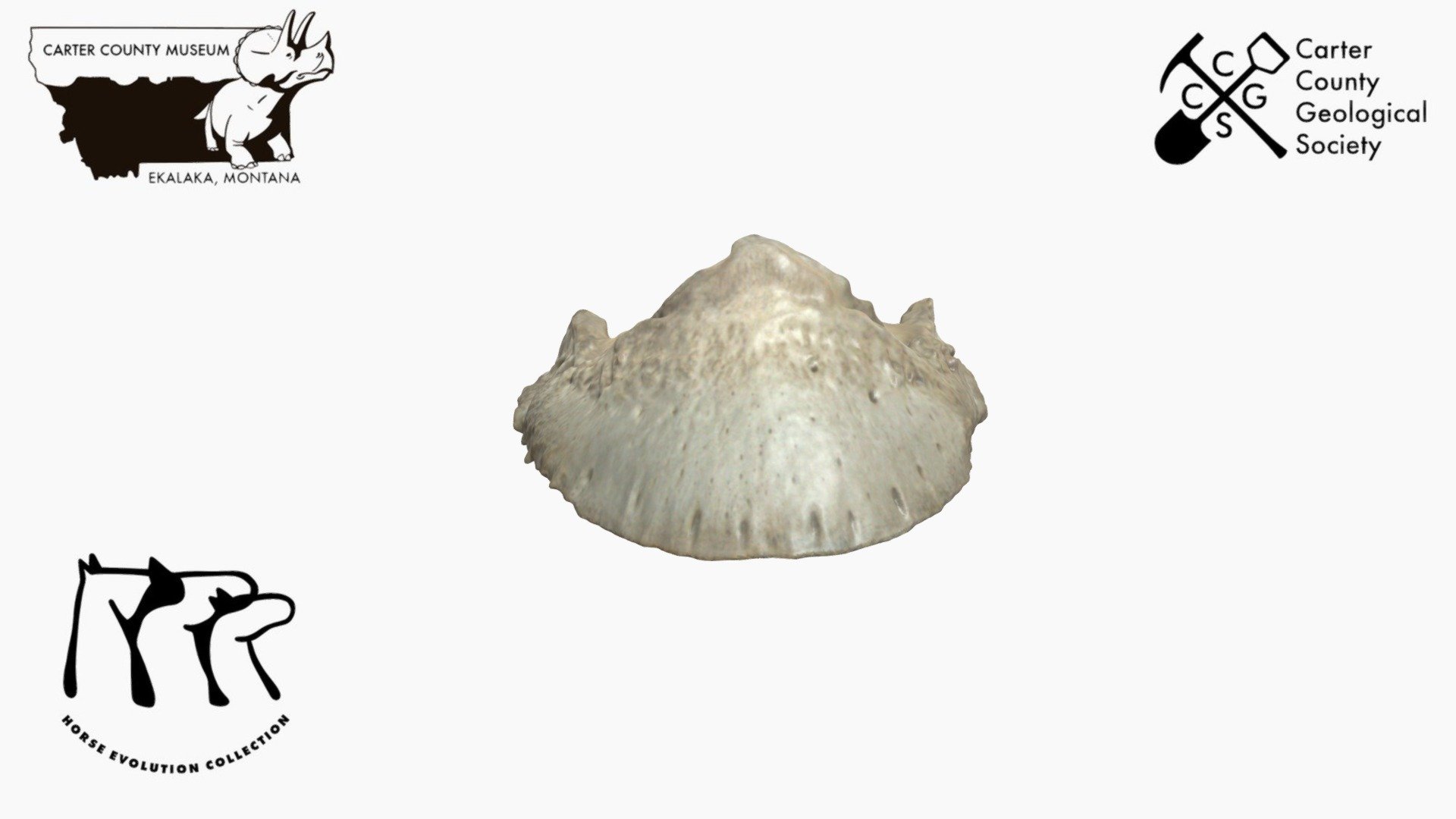 Gray Wolf's Hind Hoof - 3D model by Carter County Museum ...