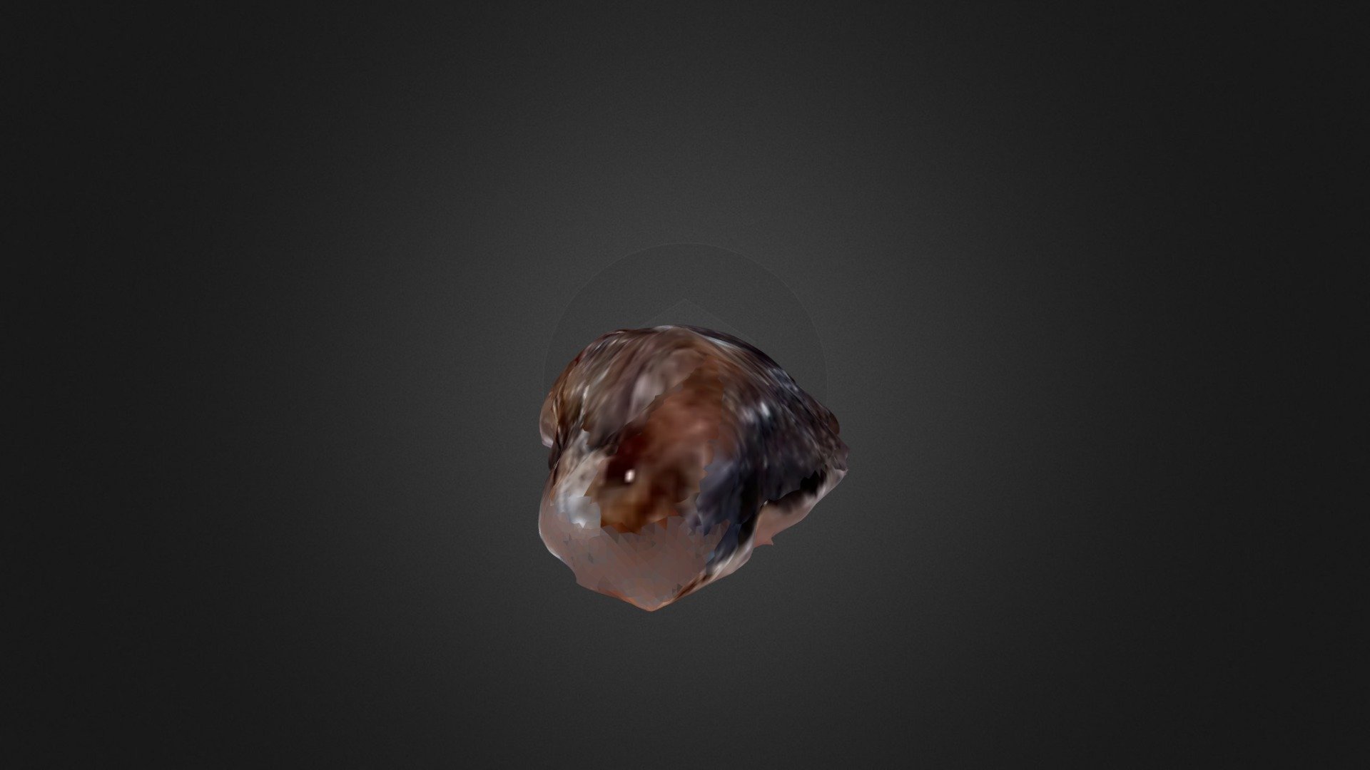 Modiolus philippinarum (Hanley, 1843) - 3D model by 3D collection ...
