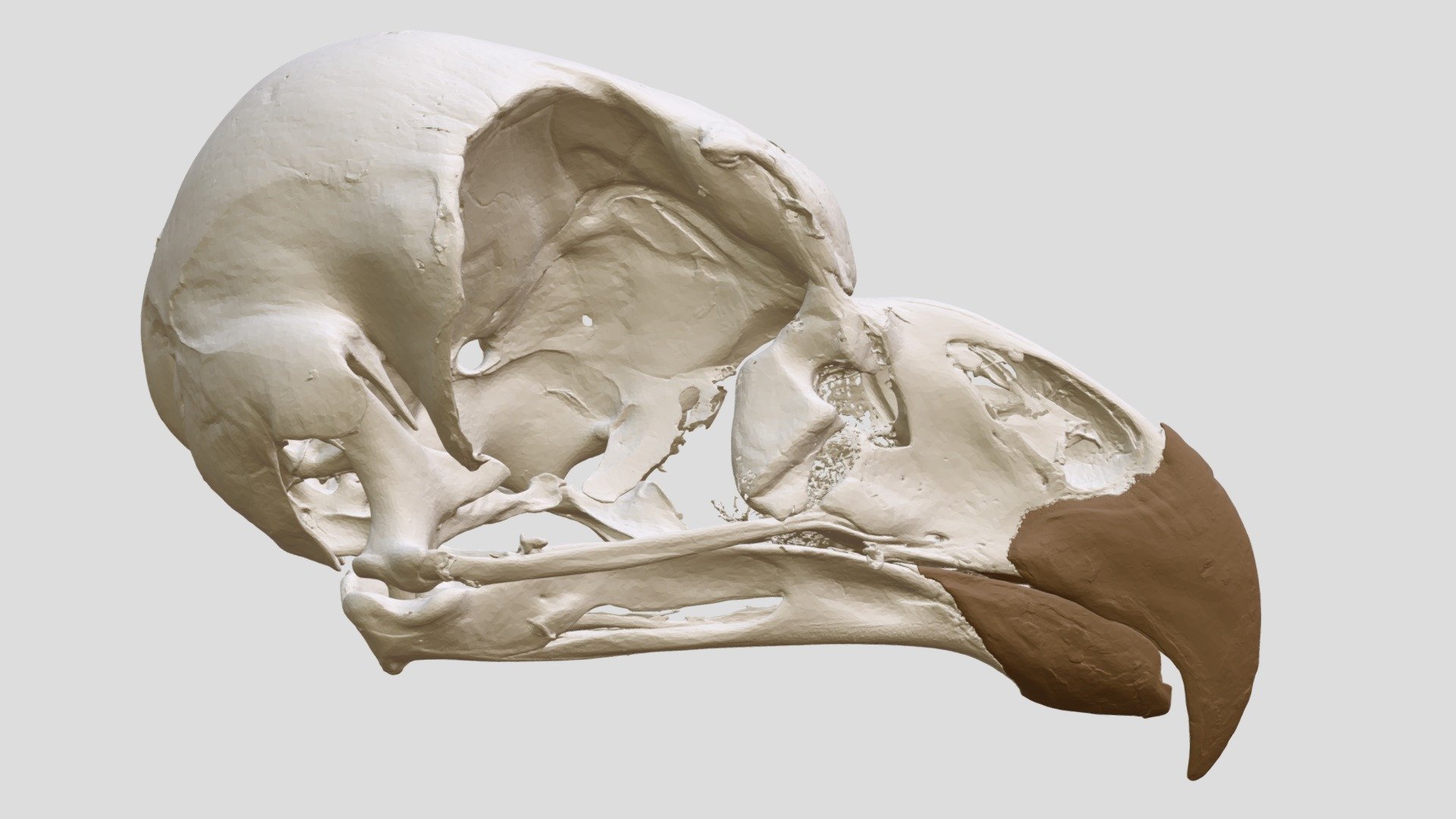 Bubo virginianus (MSB:Bird:4720) - 3D model by Biodiversity [b6c38d8 ...