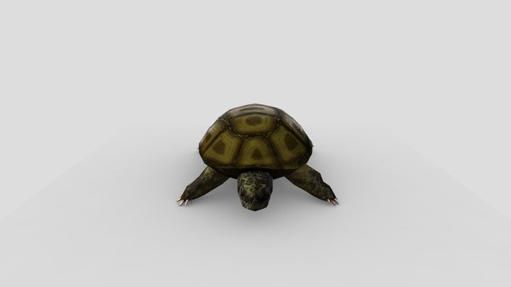 Wetland 3D models - Sketchfab